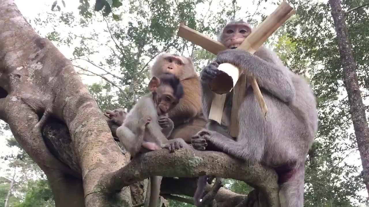 Lovely Little Monkey To Peel The Skin Of Rice Bamboo ,cute Monkey Like ...