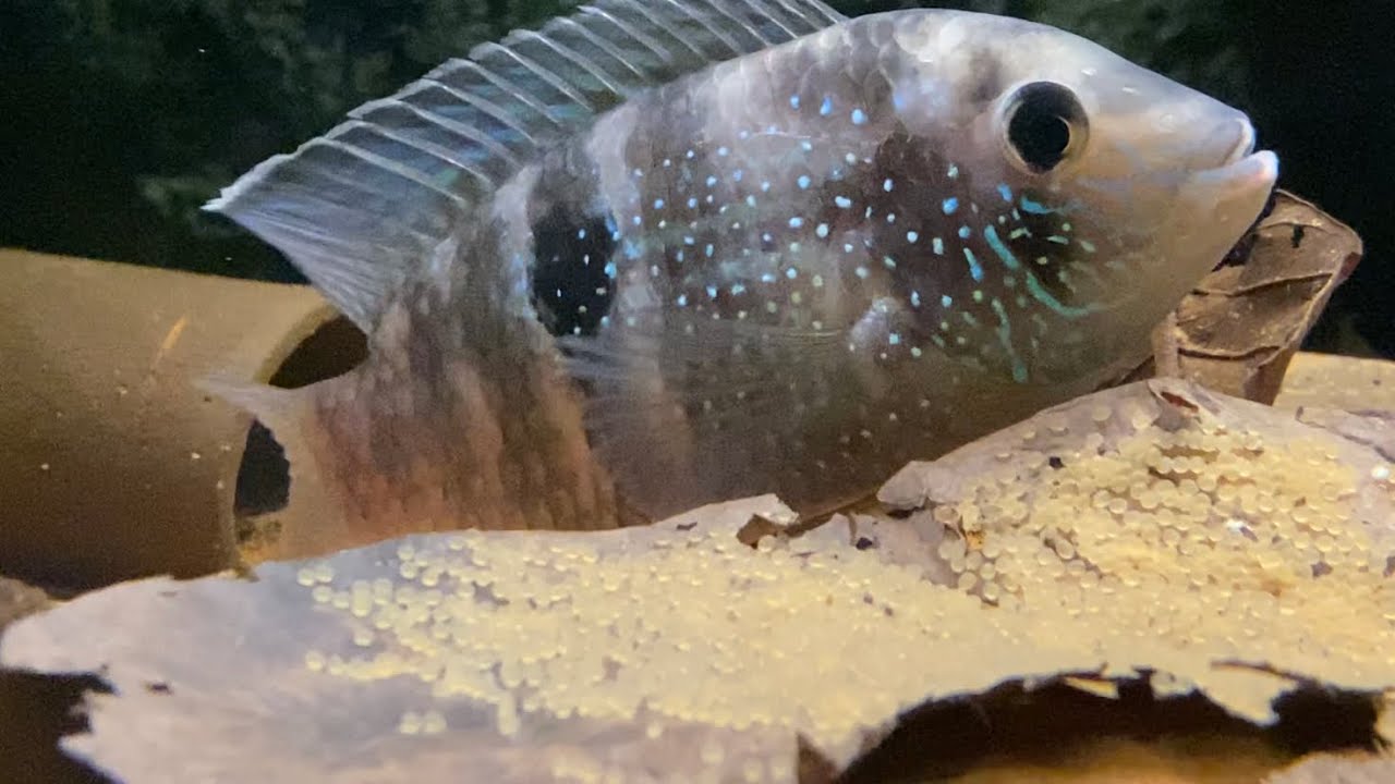 Andinoacara pulcher female,blue acara. moving eggs on a leaf🥚🍁 - YouTube