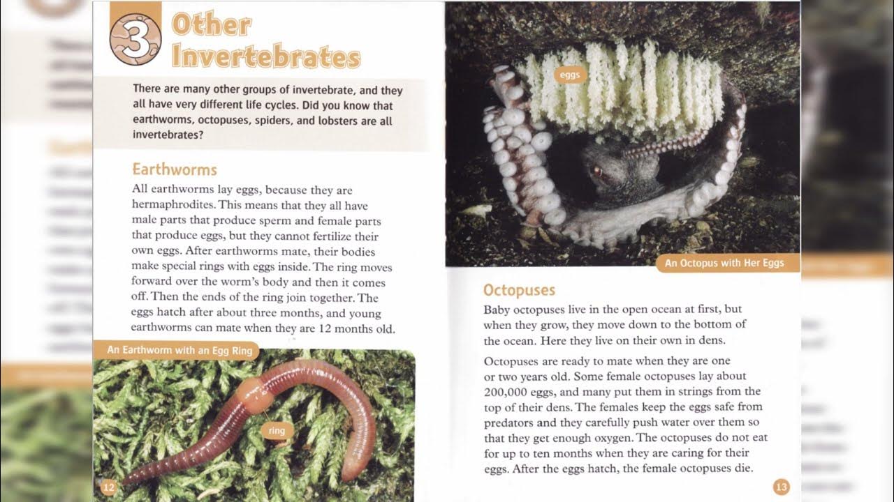 [Oxford Read and Discover level 5] ch3 Other Invertebrates - YouTube