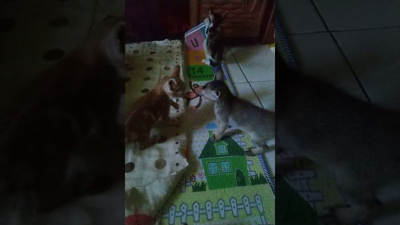 Kucing Kampung Lagi bermain main - YouTube