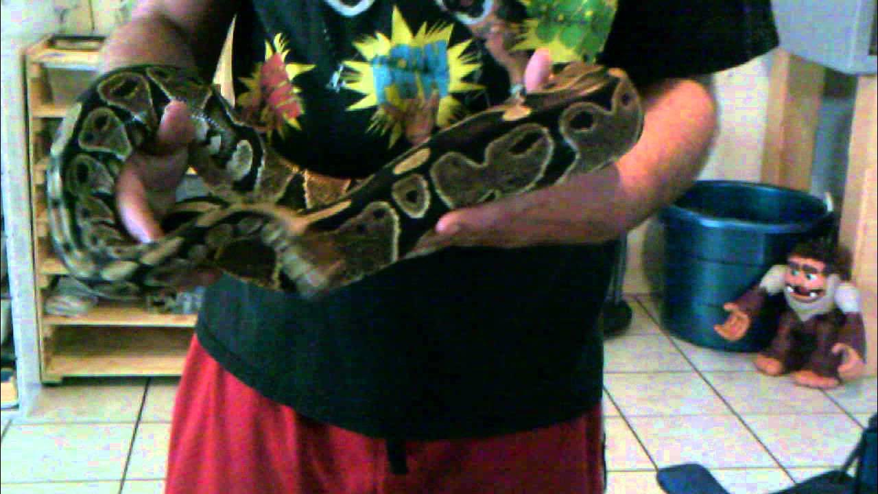 ball python room - YouTube