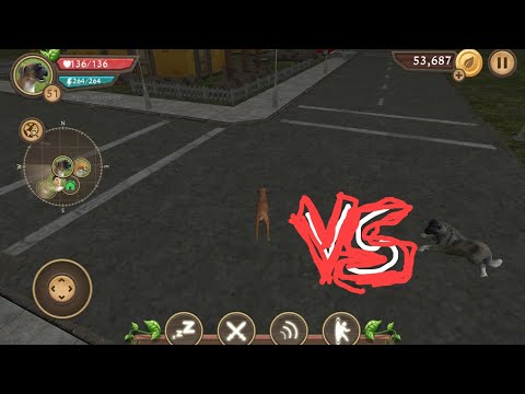 sivas kangalı karabaş vs dünyanın en mi en güçlü köpeği hans