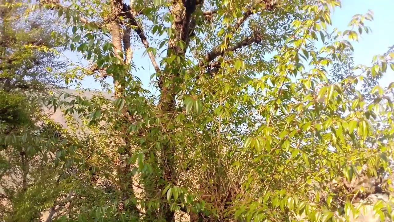 Paiyun choerospondias axillaris persimmon tree - YouTube