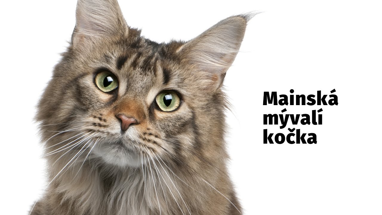 Mainská mývalí kočka - Atlas plemen - Tlapka TV - YouTube