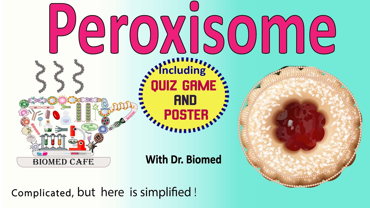 Peroxisome Structure And Function Youtube 4517
