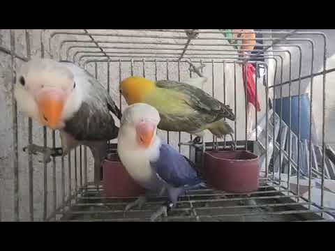 opaline pb euwing, mauve opaline euwing,vio opaline...## export quality ...