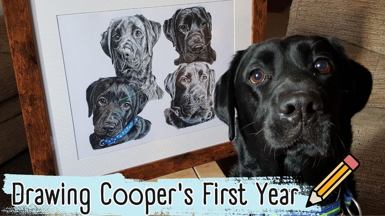 Black Labrador Drawing With Prismacolor Pencils | Colouring A Dog Speed ...
