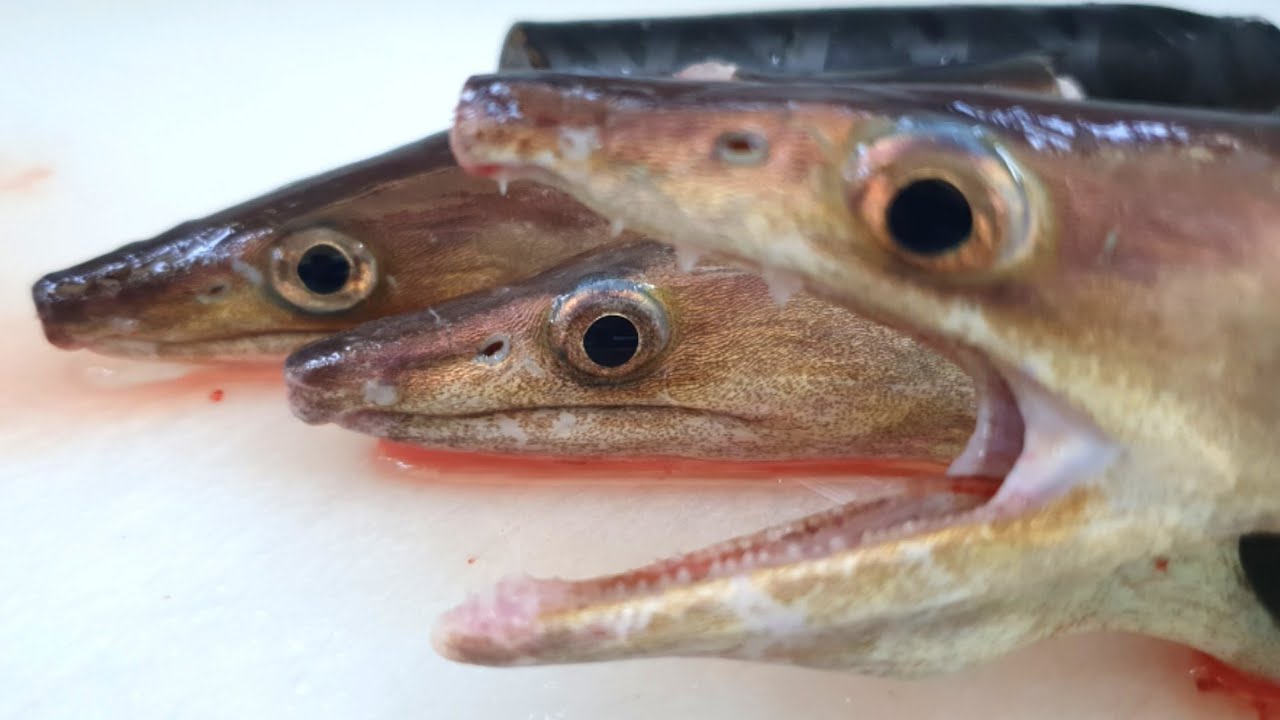 공격성 강한 여름 보양식 하모(갯장어) 회뜨기 , daggertooth pike conger , purple pike ...