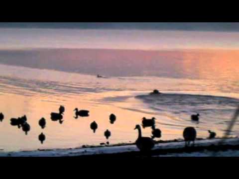 Webfoot Guide Service Duck Hunting - YouTube