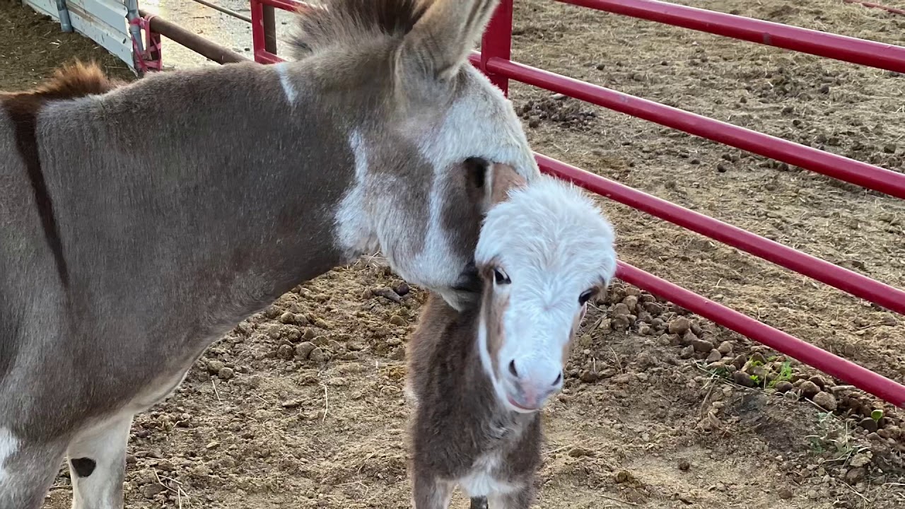 The Dinky Donkey - YouTube