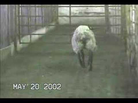 Hopping Gait Sheep - YouTube