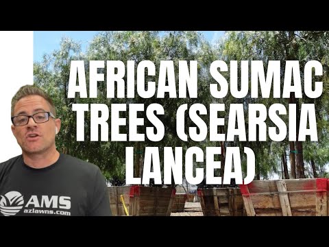 How To Care For An African Sumac Tree