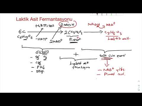 Laktik asit fermantasyonu