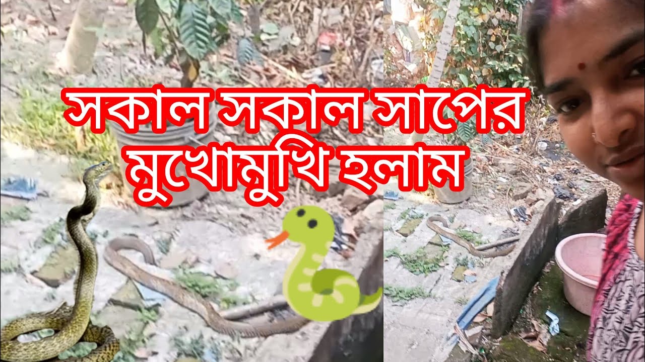 সকাল সকাল #সাপের মুখোমুখি হলাম 🐍🙏 #videochannel #highlights#vlog # ...