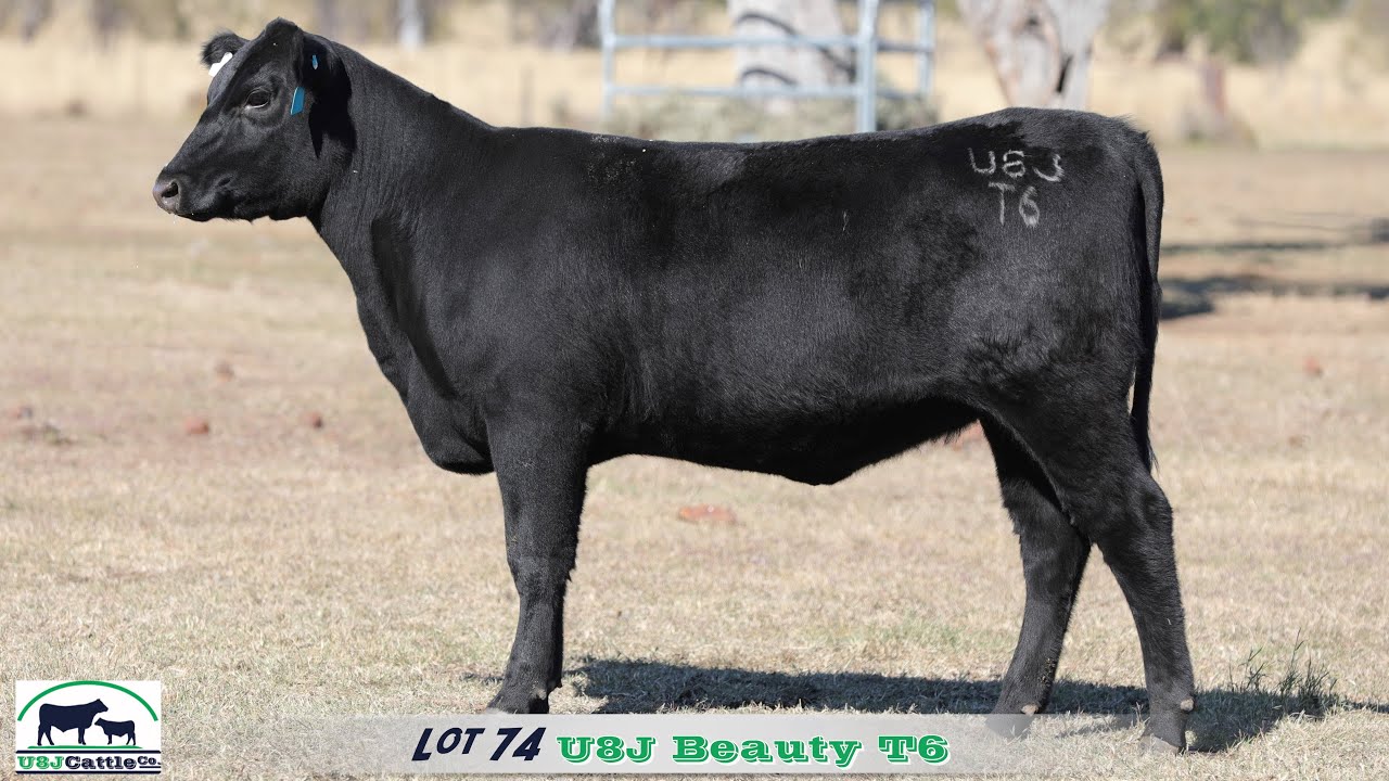 Lot 74 U8J Beauty T6 - YouTube