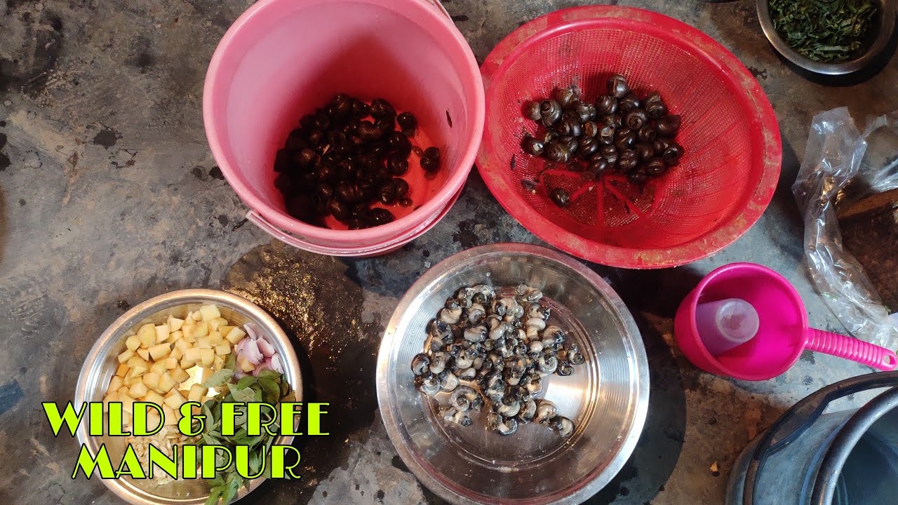 Khong Chotla D Cin Cotly | Tharoi (Snail) from Pond | Catched, Boiled ...