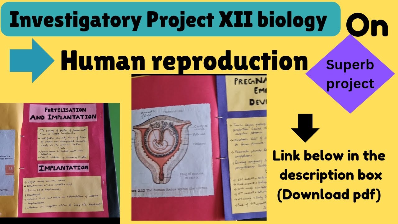 PROJECT🖇️ pdf FILE ON HUMAN REPRODUCTION (INVESTIGATORY PROJECT)simple ...