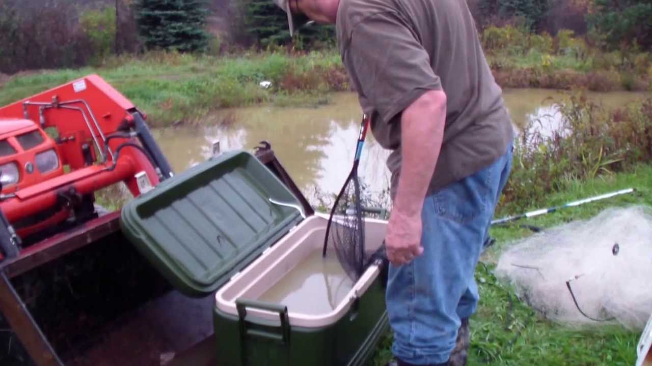 Koi Israeli Carp Gold Fish - YouTube