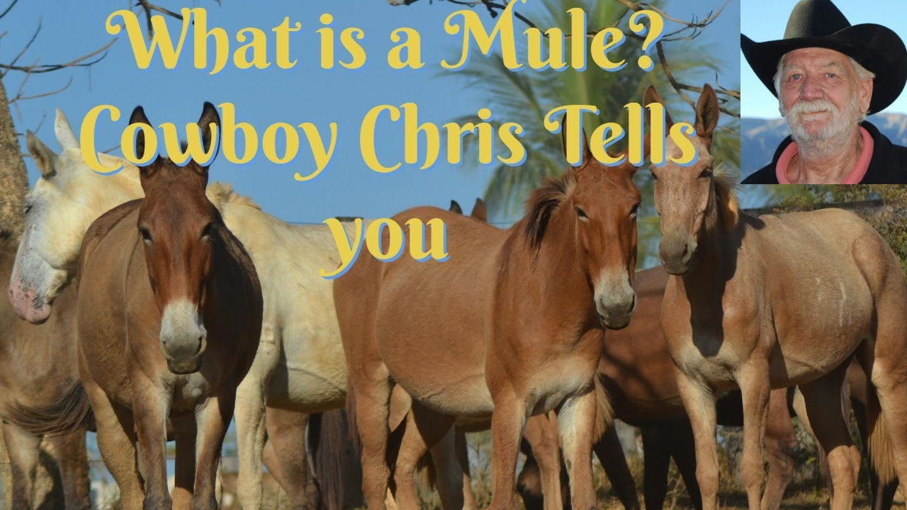 What is a Mule? AI Cowboy Chris explains #Mule #Donkey #pahrump - YouTube