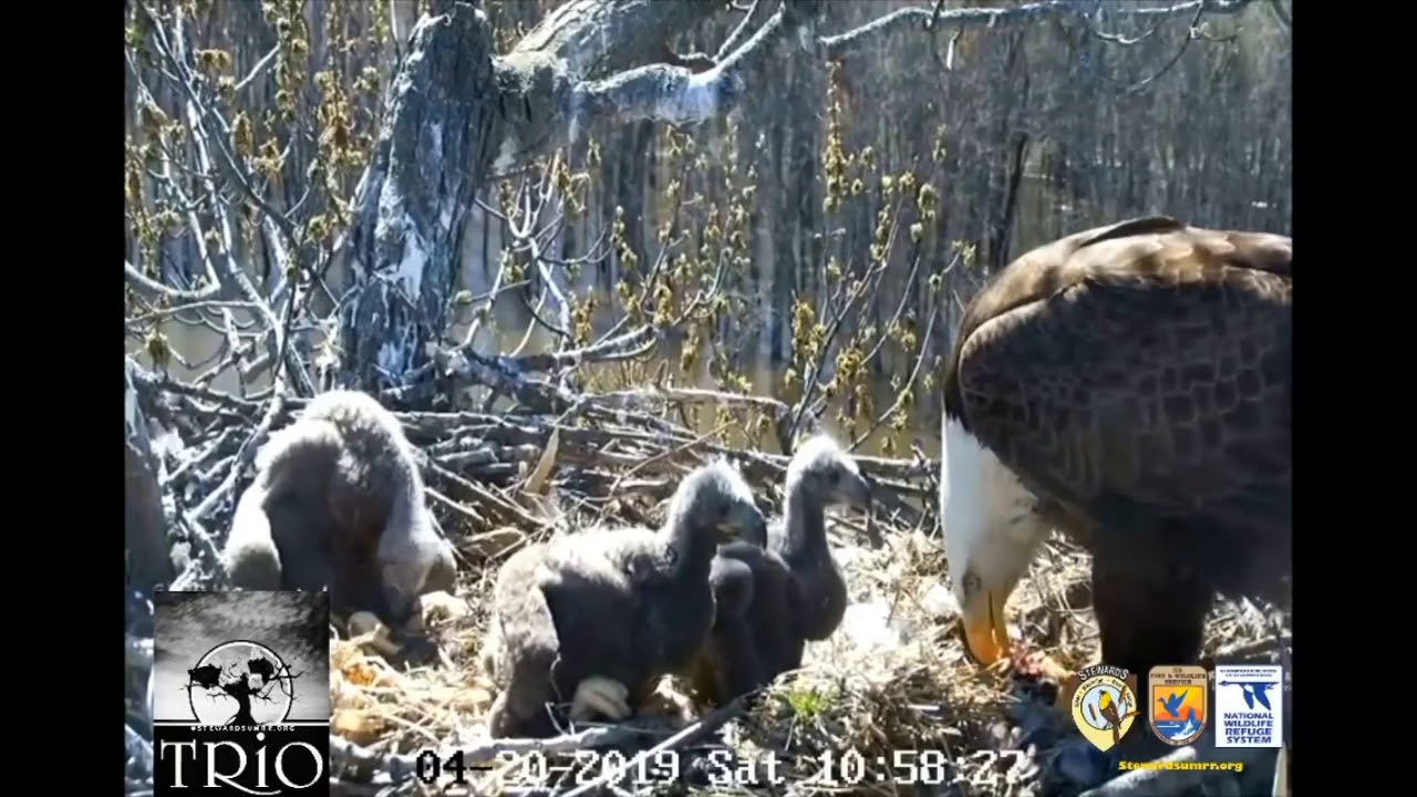 Trio Eagle Nest - 4/20/19 - 10:58 am feeding - YouTube