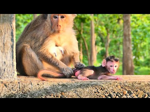 Adorable Baby Monkey's First Crawl Attempt - YouTube
