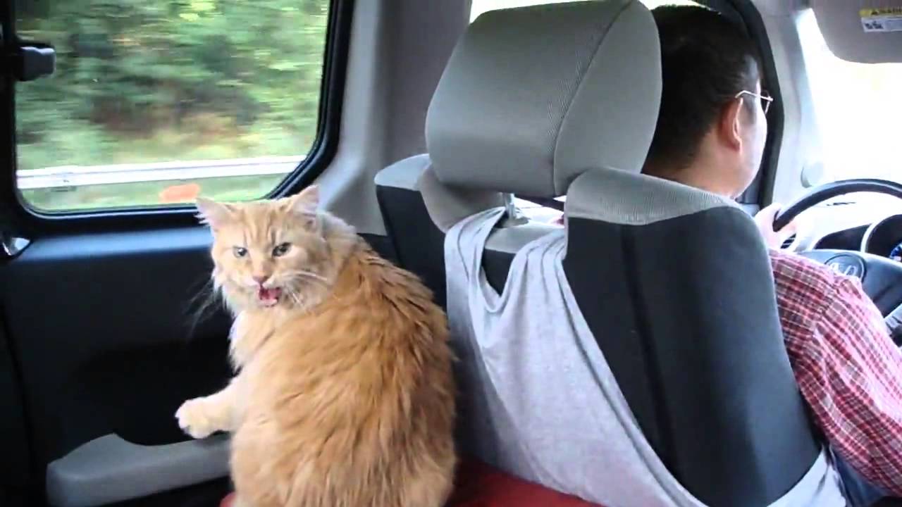 Cat 貓 Wong declawing surgery for medical reason part 3 of 4 meow on the ...