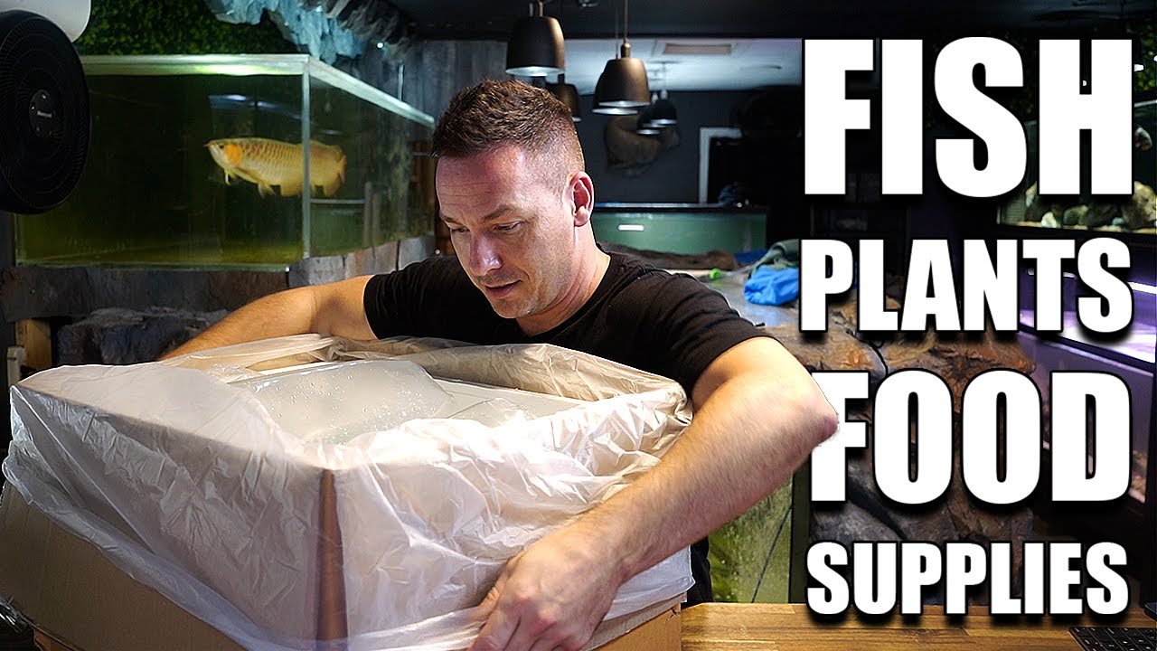 UNBOXING aquarium FISH, FOOD, PLANTS and SUPPLIES! The king of DIY ...