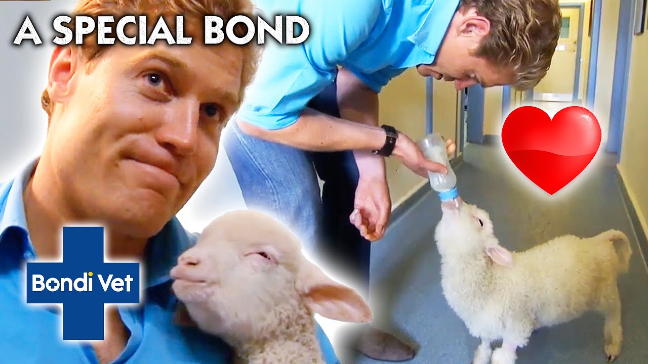 Dr CHRIS Nurses a Baby Lamb BACK TO FULL HEALTH | Bondi Vet Clips ...