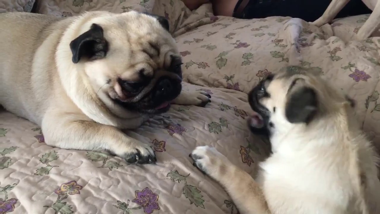 Pug Fight - Milo & Olive - YouTube