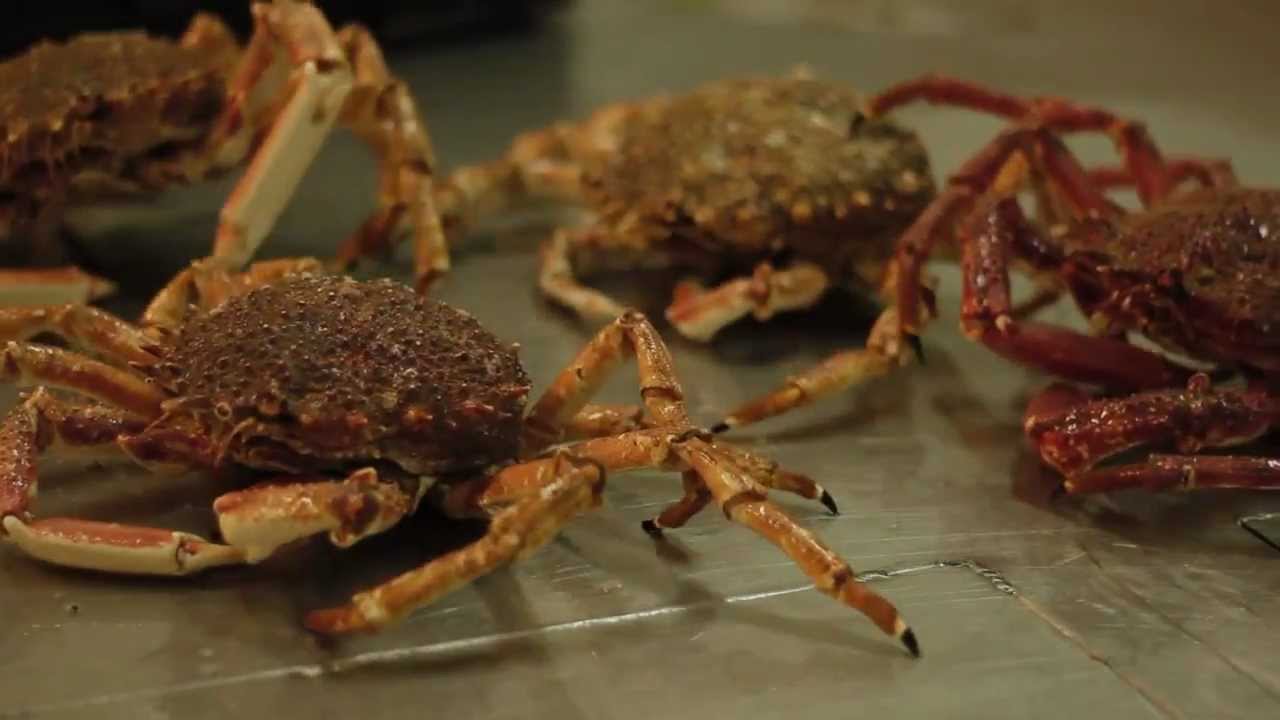 Galicia Marisco: Mariscos y Pescados Gallegos a domicilio - YouTube