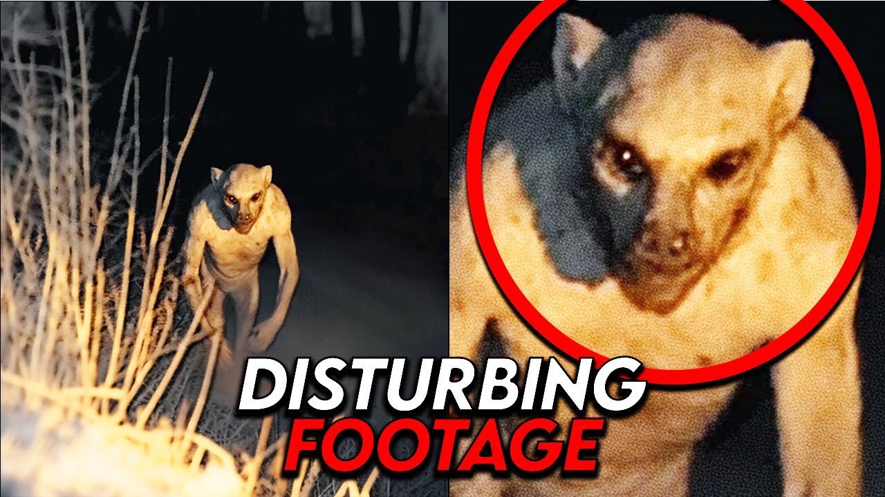 DISTURBING Viral Videos DISTURBING Entire Internet - YouTube