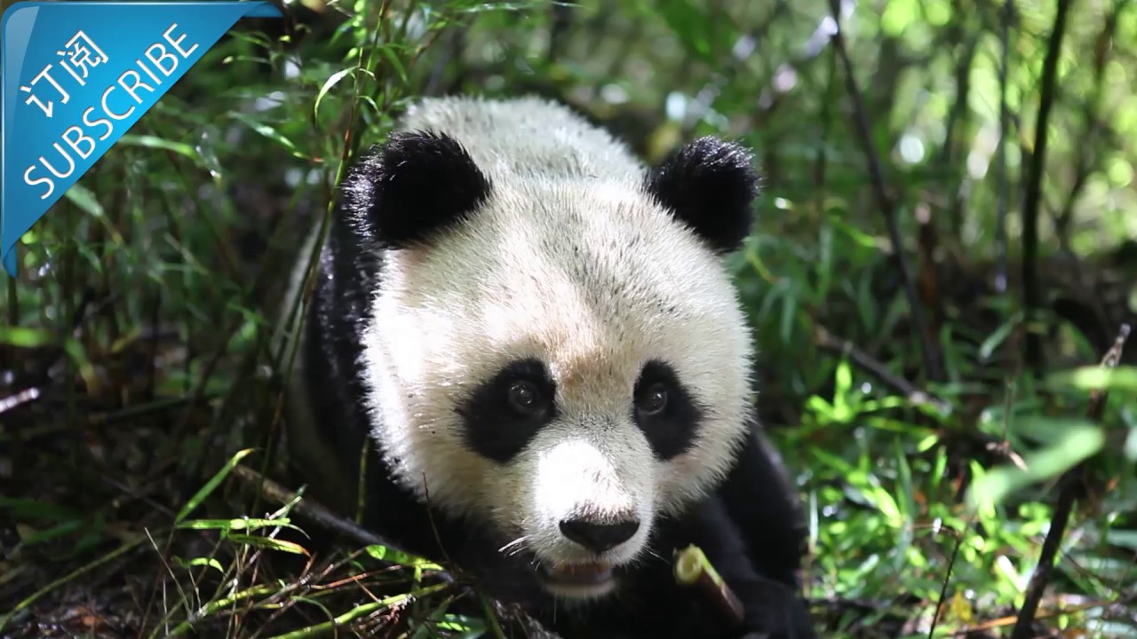 "Chinese national treasure"——wild Giant panda - YouTube