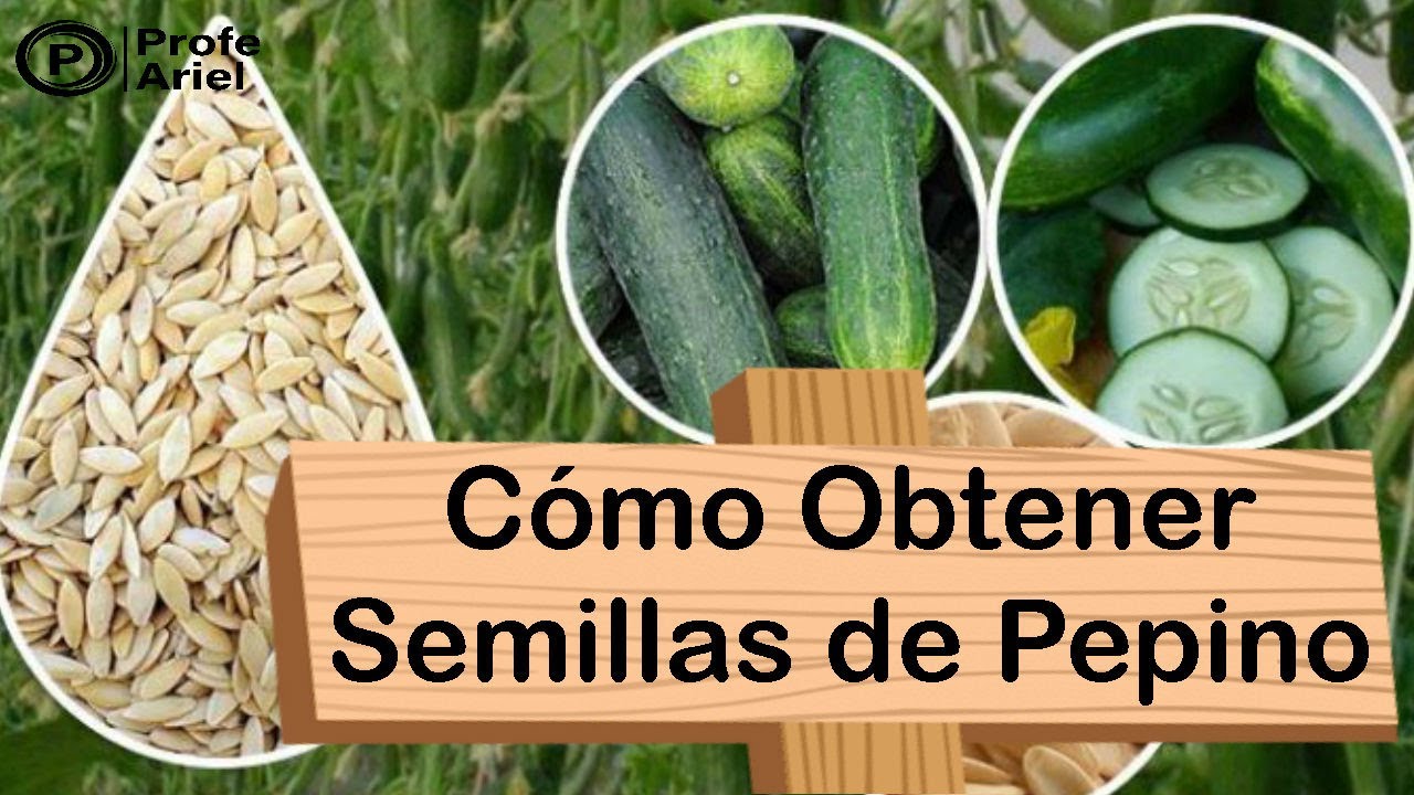 Cómo Obtener Semillas de Pepino (fácil) - YouTube