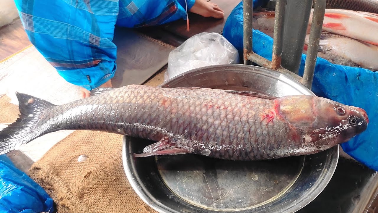 New Fish Cutting Style!! Amazing Big Bled Carp Fish Cutting Skills In ...