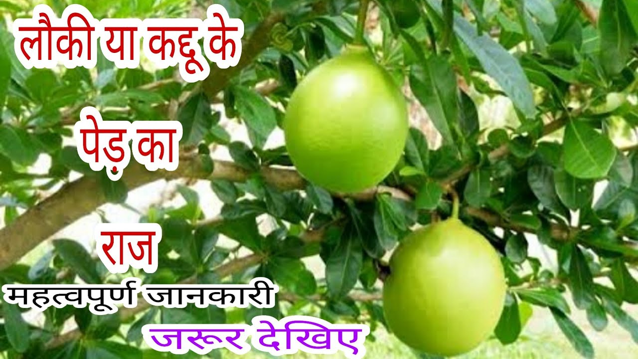 लौकी या कद्दू के पेड़ का राज| lauki ya kaddu ka ped |calabash tree ...