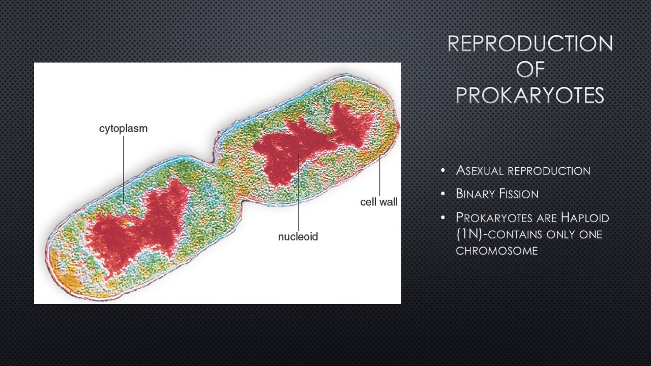 Prokaryotes:Bacteria and Archaea - YouTube
