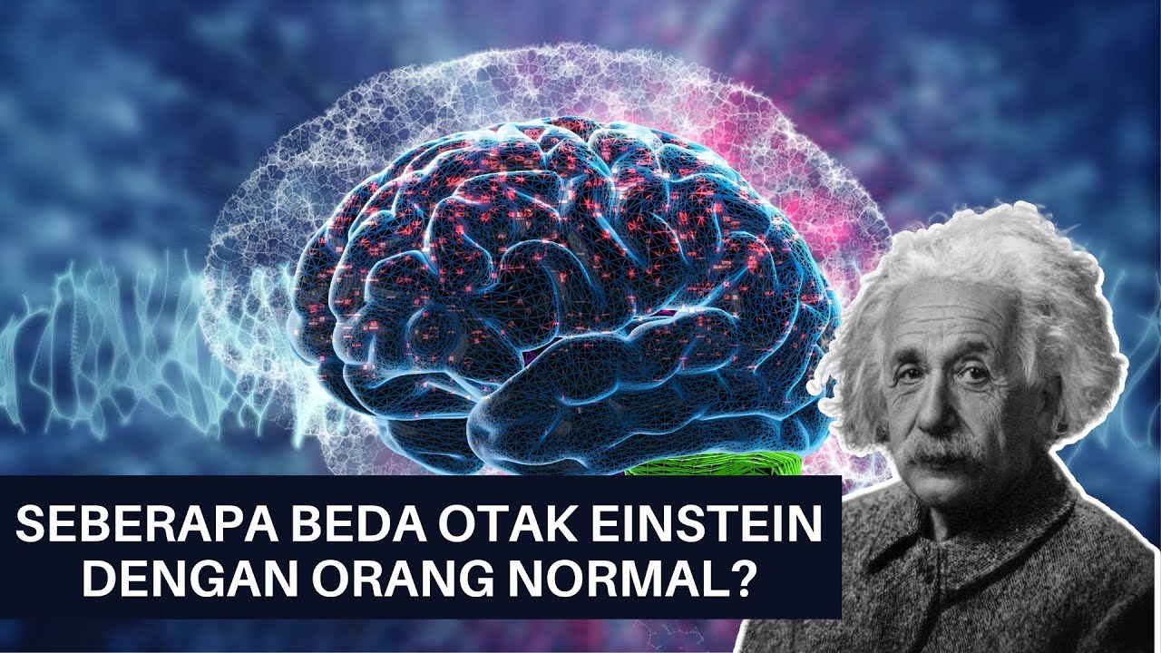 Apa Bedanya Otak Einstein dengan Orang Normal? - YouTube