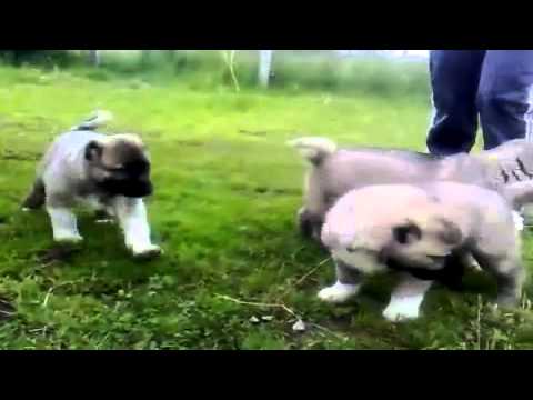 satılık kangal yavrusu