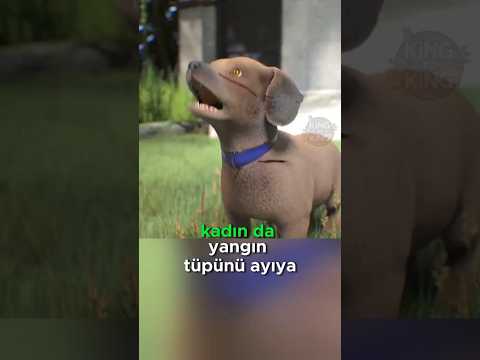 Ayıya Meydan Okuyan Köpek! 🐻🐶💪🔥
