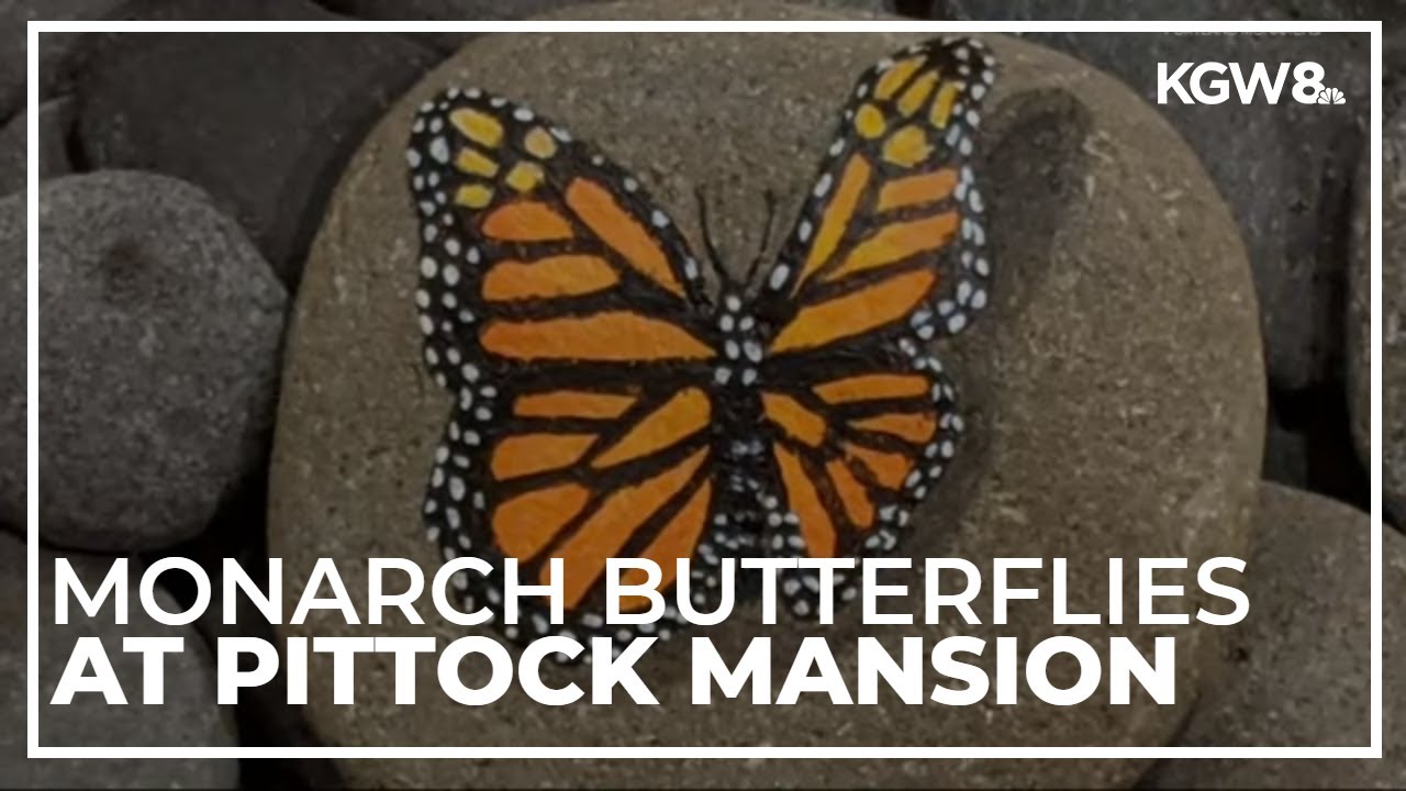Portland Monarchs working to build a safe haven for butterflies at ...