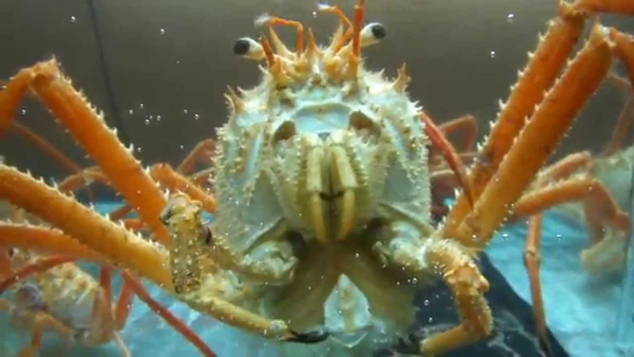 Paromola cuvieri - Alchetron, The Free Social Encyclopedia