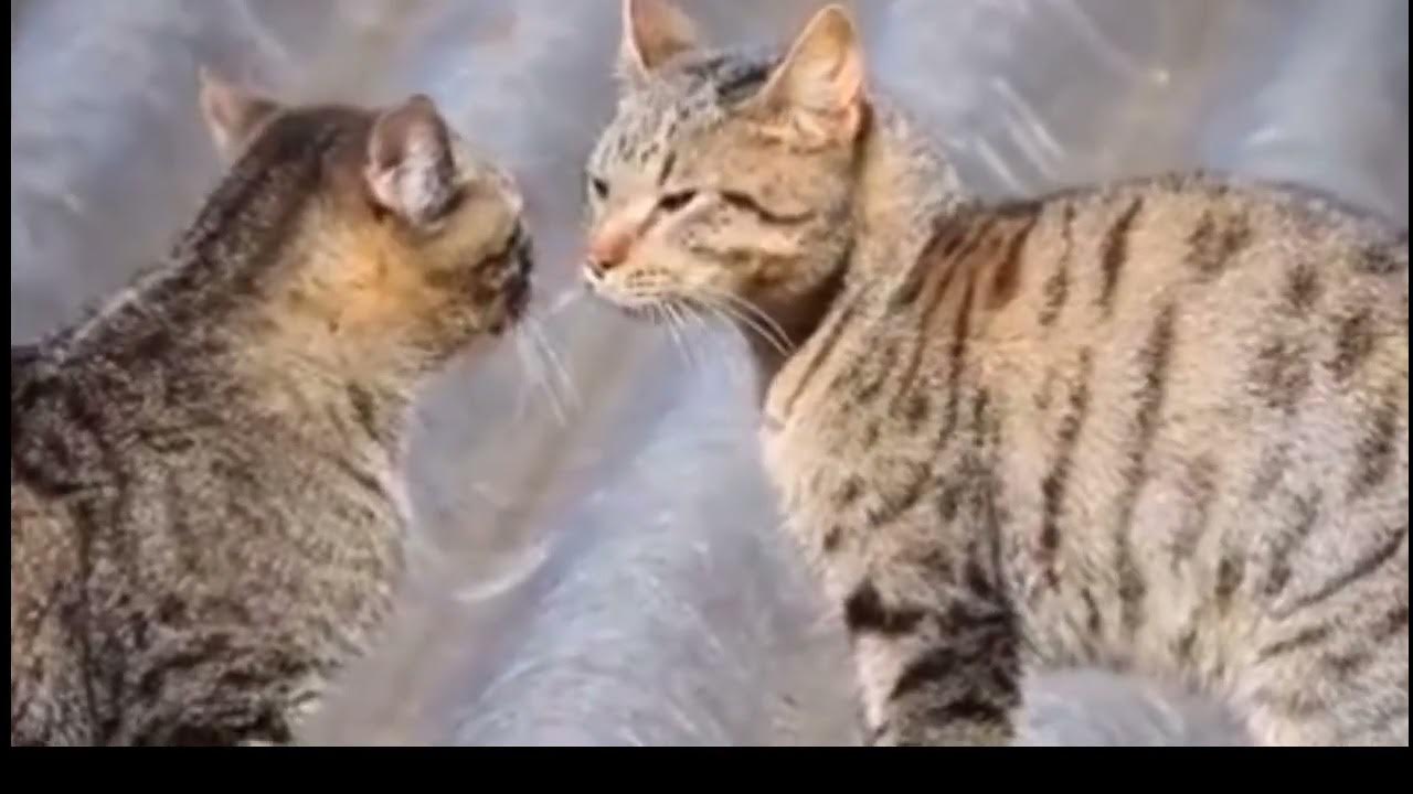 PELEAS DE GATOS EN EL TEJADO - YouTube