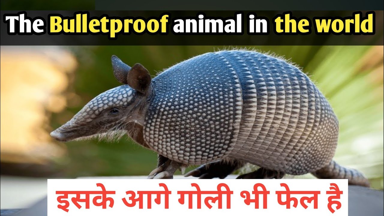 Amazing Fact about Armadillo in hindi | The Bulletproof animal in the ...