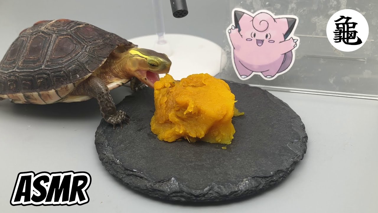 ASMR Mukbang Turtle Eating Pumpkin (feat. Clefairy from Pokemon) 🐢258 ...