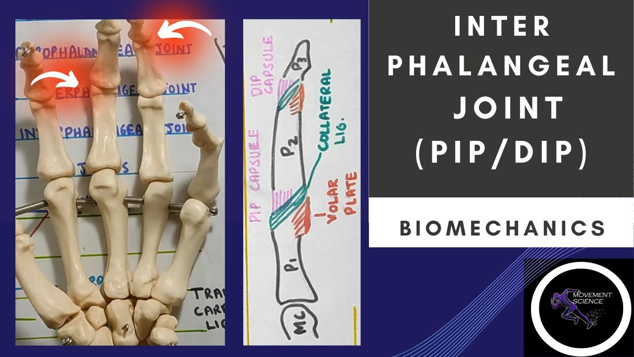 INTER PHALANGEAL JOINTS ( HAND COMPLEX BIOMECHANICS)Physiotherapy - YouTube