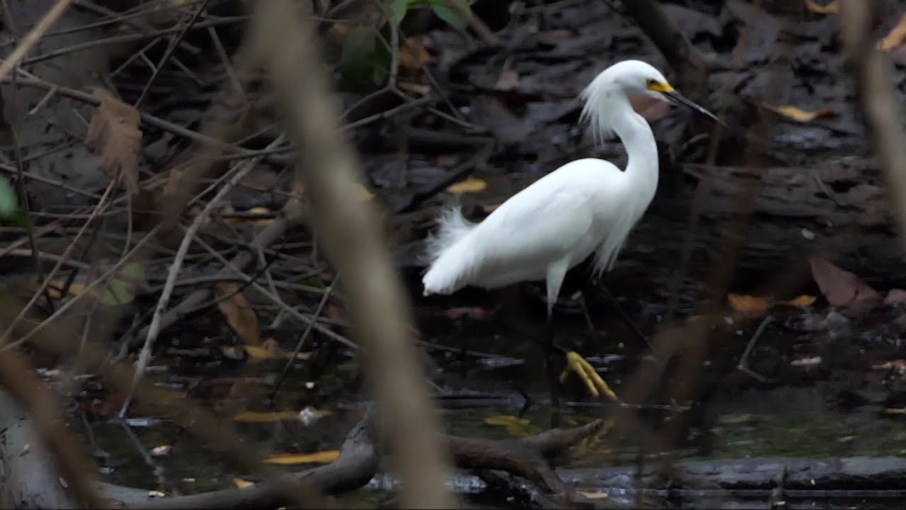Snowy Egret hunting with the Sounds of a Howler Monkey - YouTube