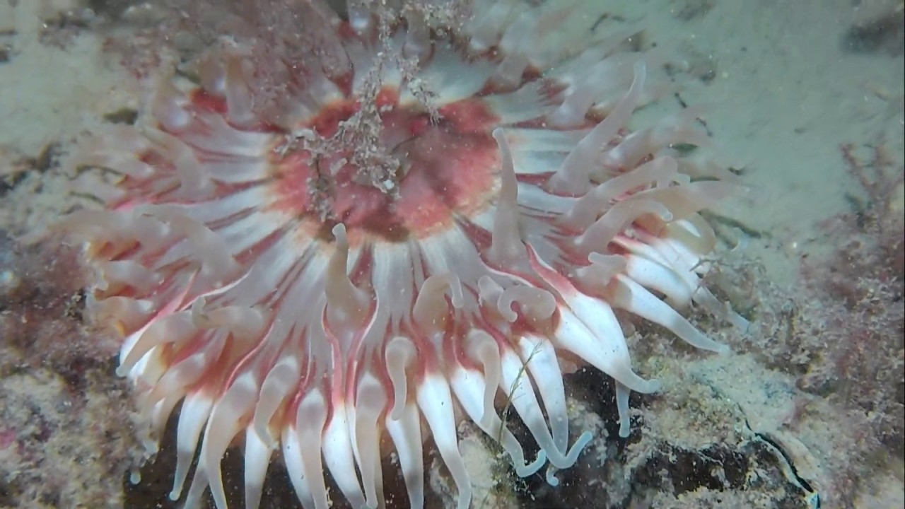 reefmaster rm 4k movie - YouTube