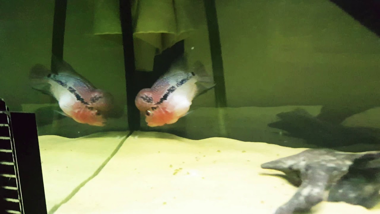 FLOWER HORN AND SNAKE HEAD UPDATE - YouTube