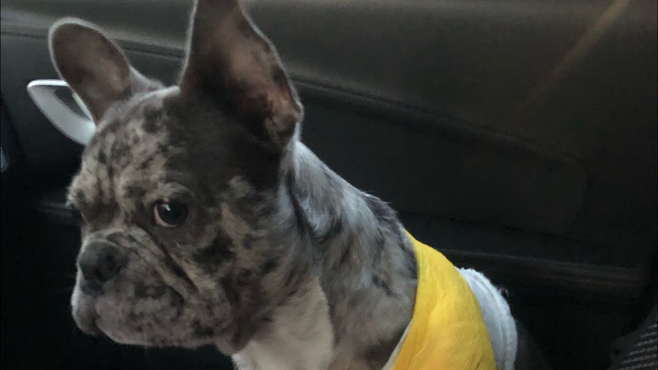 6 month Million Dollar Frenchie with a broken leg - YouTube