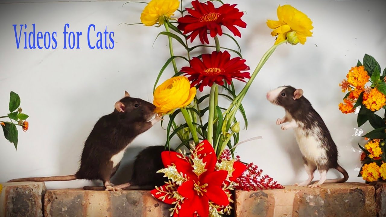 Video of Mice Playing Hide and Seek Fun, for Cats | Mouse Loves Music ...